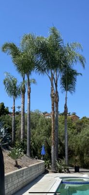 SANTOS PENA TREE CARE AND SERVICES - Updated May 2026 - 140 Photos ...