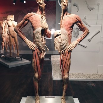 BODIES... The Exhibition - Check Availability - 118 Photos & 390 ...
