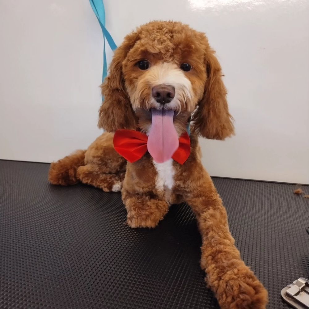 VIP DOGS FAST GROOMING - Updated November 2024 - 196 Photos & 28 ...