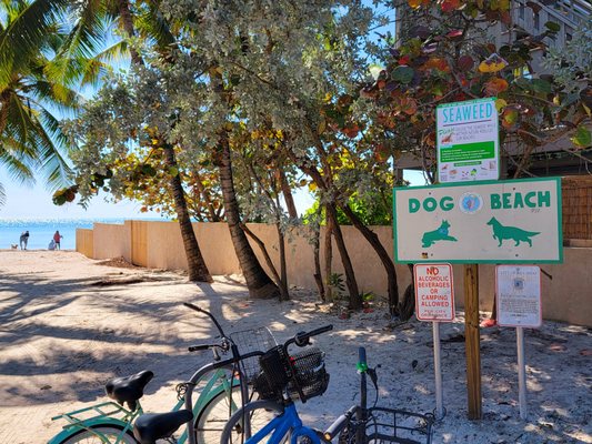 KEY WEST DOG BEACH - Updated June 2026 - 38 Photos & 26 Reviews - 1500 ...