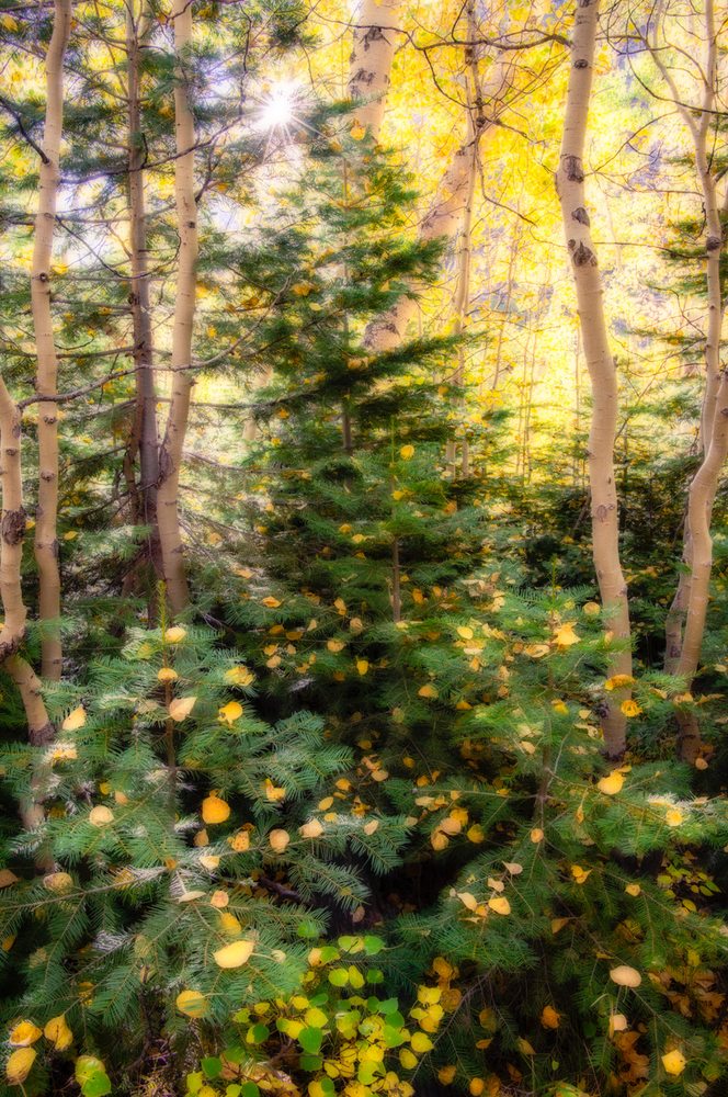 DARREN MARSHALL PHOTOGRAPHY - 15 Photos - Chico, California - Session ...