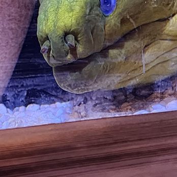 JUNGLE REEF - Updated December 2025 - 29 Photos & 26 Reviews - 750 ...