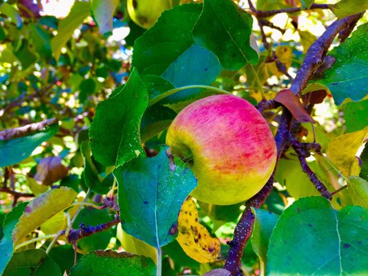 APPLECREST ORCHARDS - Updated September 2024 - 19 Photos - 7306 24th ...