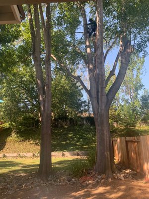 NEW LIFE TREE SERVICE - Updated December 2025 - 95 Photos & 119 Reviews ...