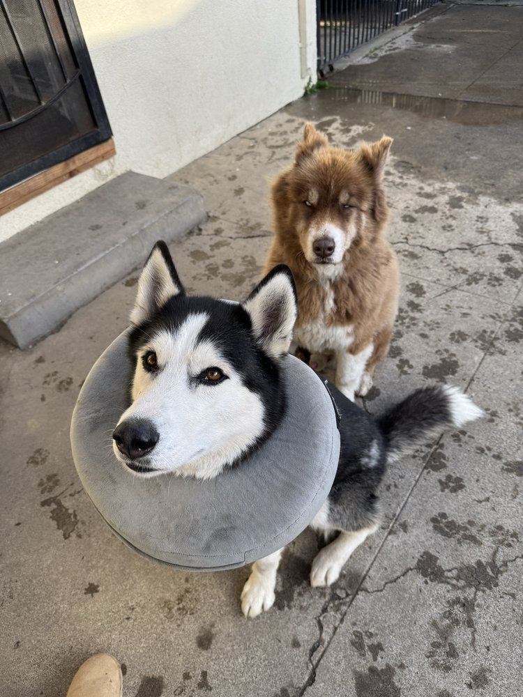 ANNALISA’S DOG RESORT - Updated June 2026 - 72 Photos & 10 Reviews - 77 ...