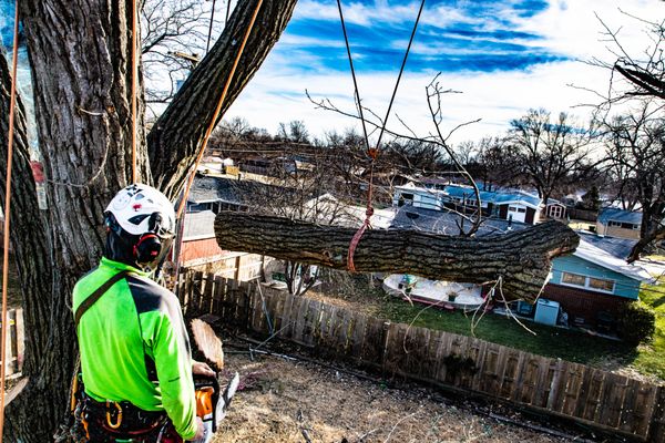 WICHITA TREE SERVICE - Updated January 2026 - 50 Photos & 18 Real ...