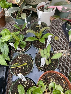 ROSE HILL NURSERIES - Updated December 2025 - 57 Photos & 25 Reviews ...