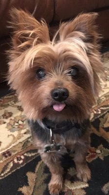 SPRINGWOOD VETERINARY HOSPITAL - Updated October 2025 - 29 Photos & 61 ...