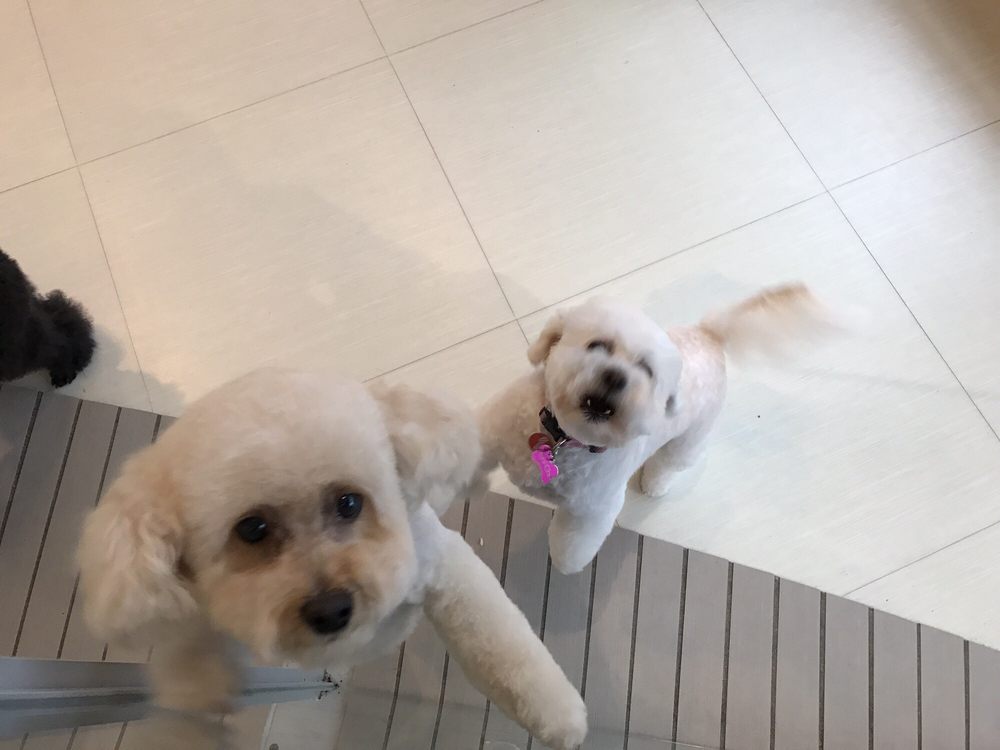 UNLEASHED DOG SPA - 15 Reviews - 3780 Oak Street, Vancouver, British ...