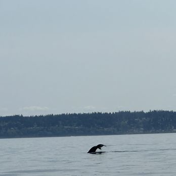 PUGET SOUND EXPRESS - Updated August 2025 - 225 Photos & 87 Reviews ...