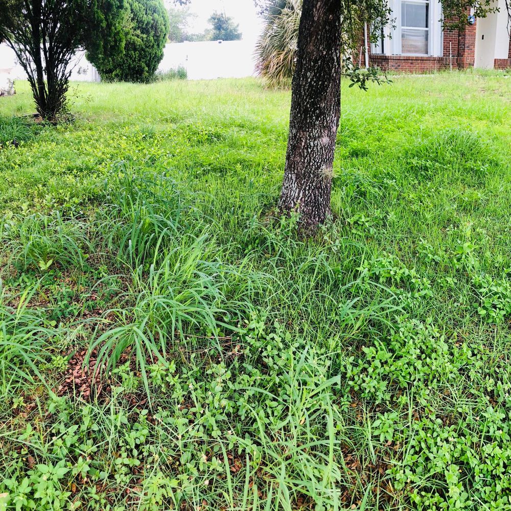 ENGINEERED & DOCTORED LANDSCAPE in Orlando, Florida - Updated October ...