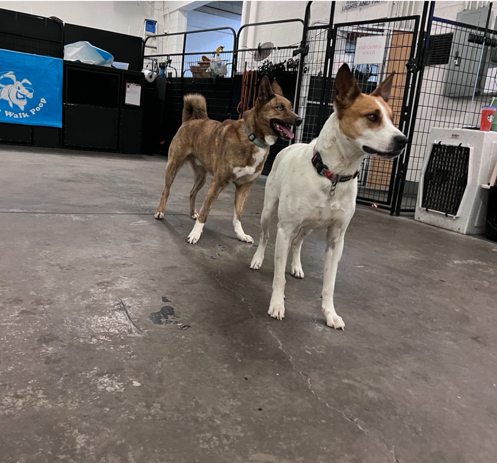 TRAIN WALK POOP - Updated August 2025 - 36 Photos & 32 Reviews - 3162 S ...