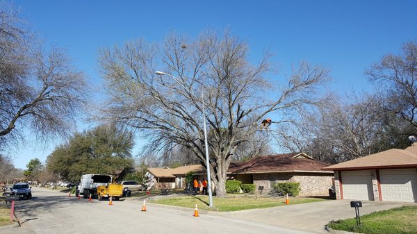 AFFORDABLE TREE CARE - Updated December 2025 - 36 Photos & 23 Reviews ...