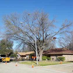 AFFORDABLE TREE CARE - 36 Photos & 19 Reviews - 13904 Josey Ln, Dallas ...