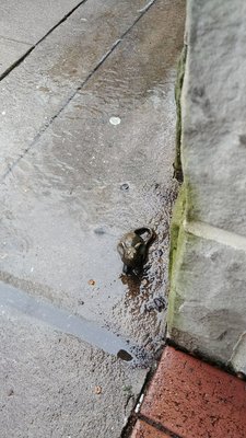 MICE ON MAIN - Updated November 2024 - 23 Photos - 117 N Main St ...