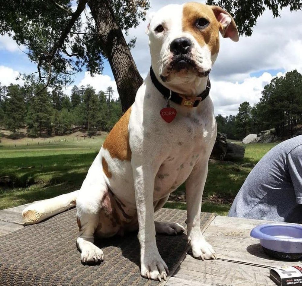 OBE’S ANGELS RESCUE - 27100 Hwy 184, Dolores, Colorado - Pet Adoption ...