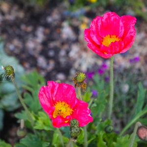 LEHI LEGACY CENTER - Updated February 2025 - 27 Photos & 19 Reviews ...