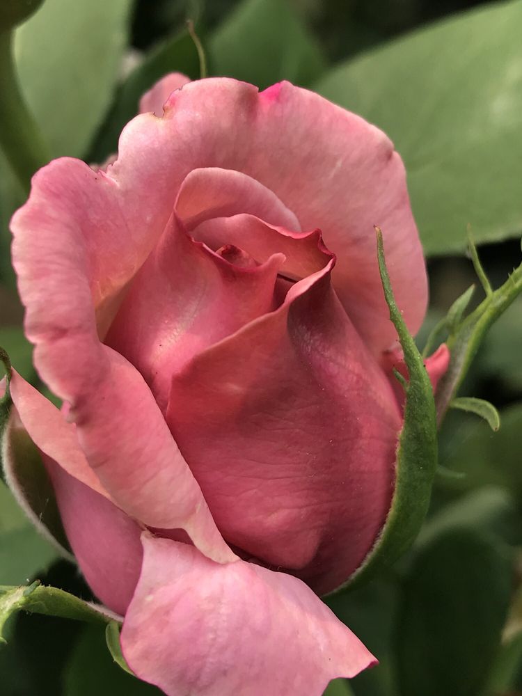 OWEN ROSE GARDEN - 137 Photos & 25 Reviews - Parks - 300 N Jefferson St ...