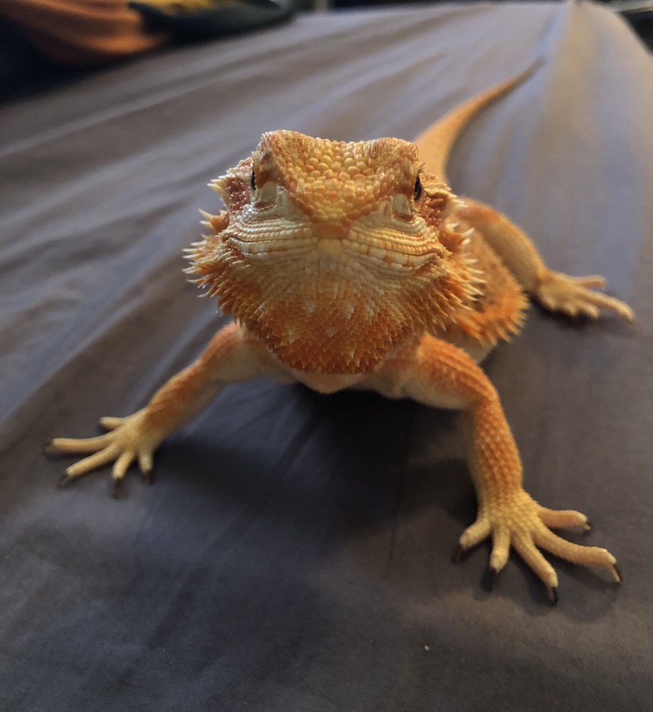 ARIZONA REPTILE CENTER - 30 Photos & 62 Reviews - 2025 W Broadway Rd ...