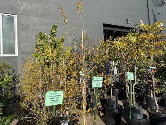 TERRA BELLA NURSERY - Updated October 2024 - 291 Photos & 92 Reviews - 3535 Camino Del Rio W ...