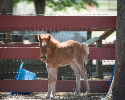 ANGELS GROVE RANCH - Updated August 2025 - 81270 Katie Ln, Bush ...