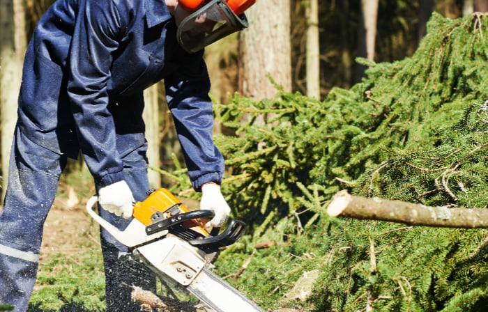 ROCKY’S TREE SERVICE - Updated September 2025 - 539 Klondike Rd ...