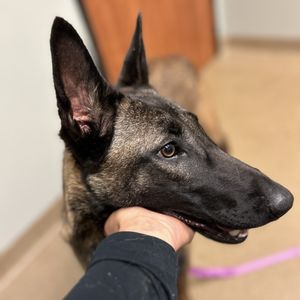 SOUTHEAST AREA ANIMAL CONTROL AUTHORITY - Updated January 2026 - 204 ...