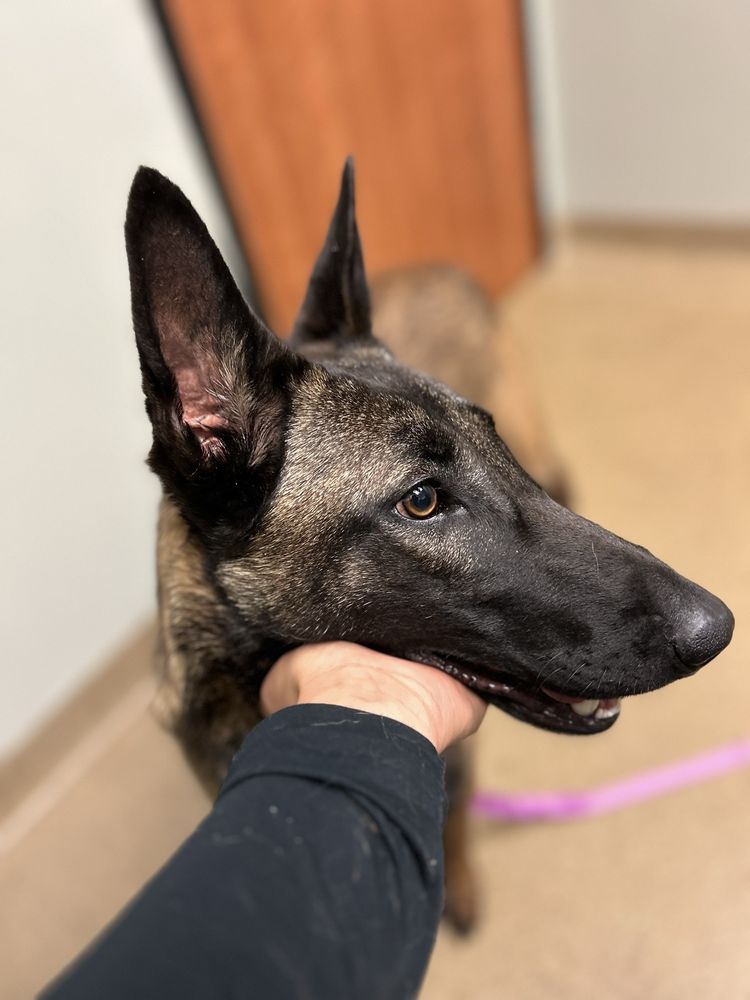 DOWNEY ANIMAL CARE CENTER - Updated January 2026 - 317 Photos & 303 ...