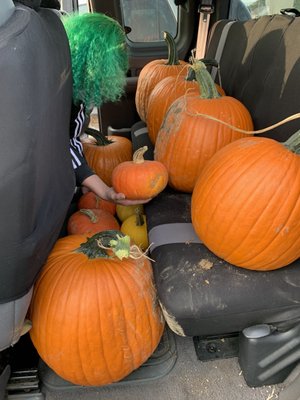 TIM’S PUMPKIN PATCH - Updated September 2024 - 52 Photos & 25 Reviews ...