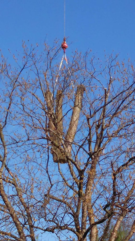 PING’S TREE SERVICE - Updated October 2025 - 14 Photos & 29 Reviews ...