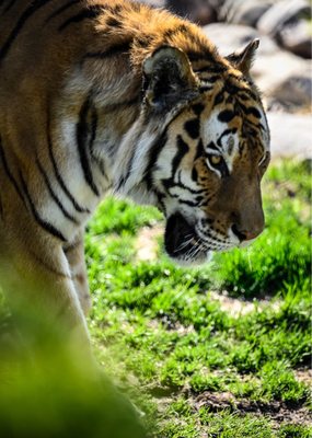 ROOSEVELT PARK ZOO - Updated October 2024 - 30 Photos & 14 Reviews ...