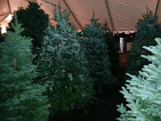 BUCKELEW FARMS CHRISTMAS TREES - Updated April 2024 - 12 Photos - 9312 ...