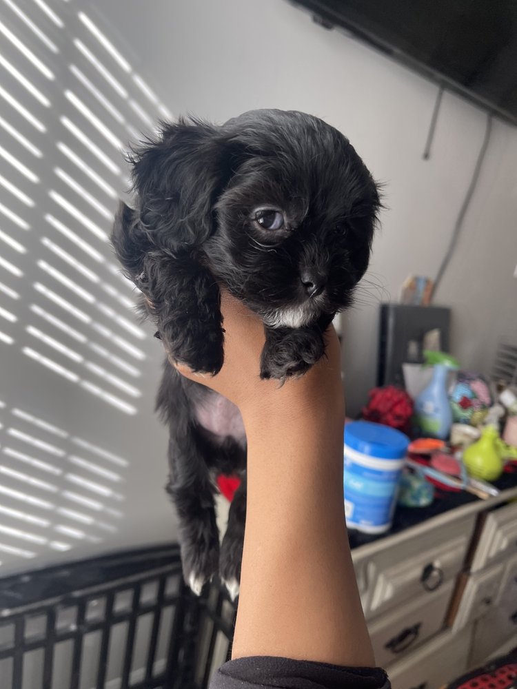 PUPPY PALACE - Updated July 2025 - Memphis, Tennessee - Pet Breeders ...