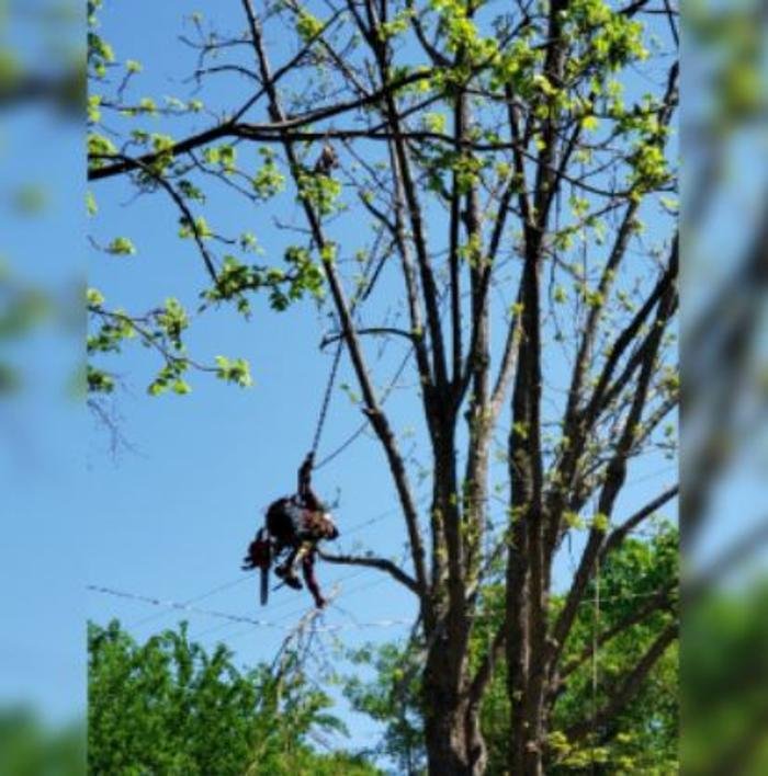 MOLINA TREE SERVICE - Updated September 2025 - 163 Photos - Longview ...