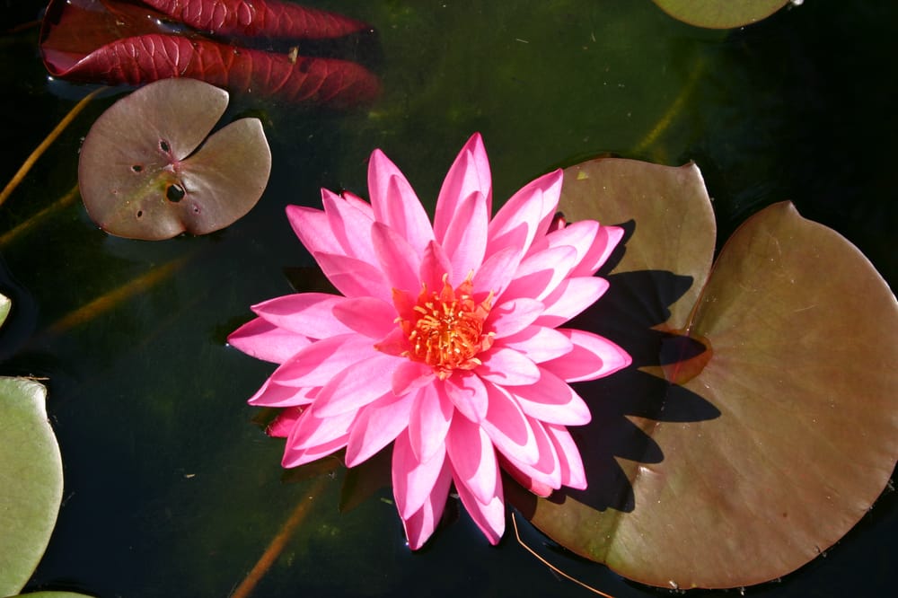 CURRENT AQUATICS - Updated June 2024 - 21 Photos - Cherry Hill, New ...