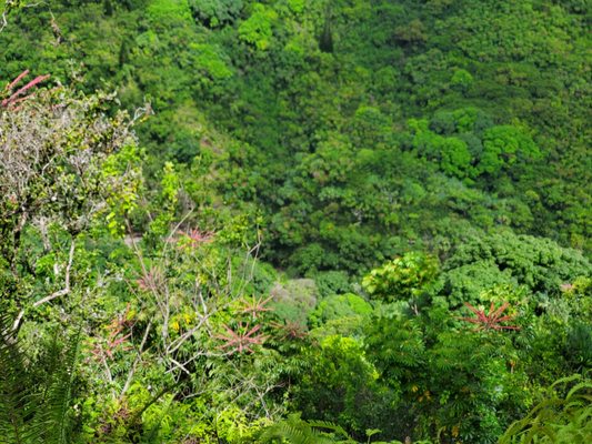HAU’ULA LOOP TRAIL - Updated July 2025 - 152 Photos & 24 Reviews - 54 ...