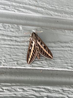 FAST ACTION PEST CONTROL - Updated August 2025 - 124 Photos & 673 ...