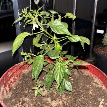 CAL POLY POMONA FARM STORE - Updated September 2025 - 1410 Photos & 221 ...