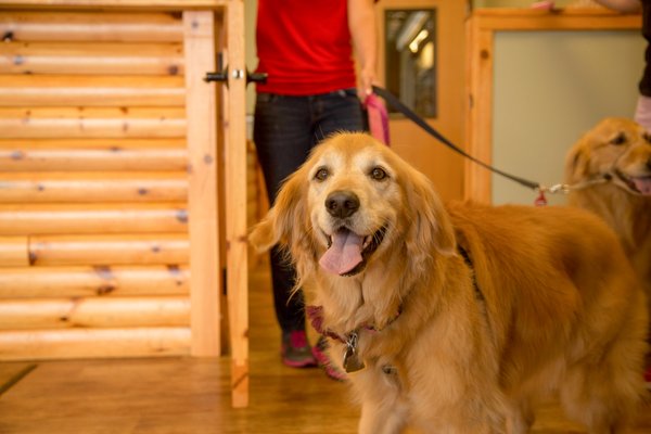 Camp Bow Wow Golden