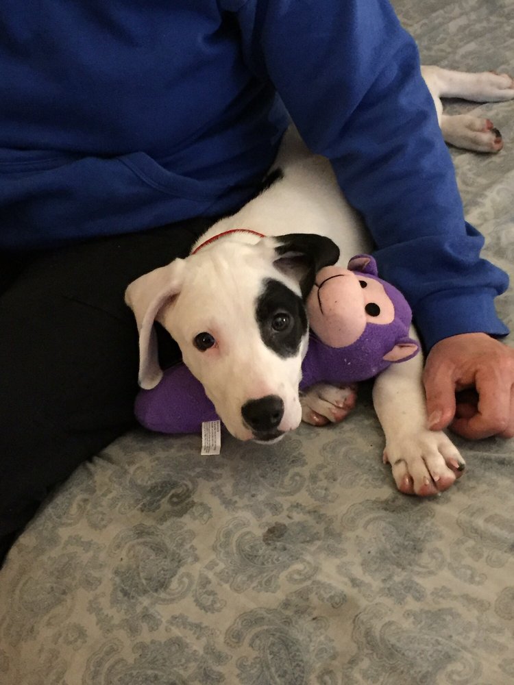 MARYLAND SPCA - 28 Photos & 29 Reviews - 3300 Falls Rd, Baltimore, MD ...