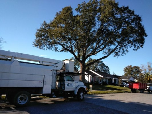 VETERAN TREE SERVICE - Updated January 2026 - 38 Photos & 25 Reviews ...