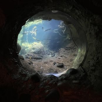 TURTLE BAY EXPLORATION PARK - Updated December 2025 - 591 Photos & 177 ...