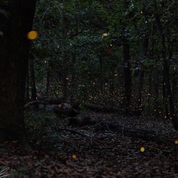 CONGAREE FIREFLY TRAIL - Updated August 2025 - 100 National Park Rd ...