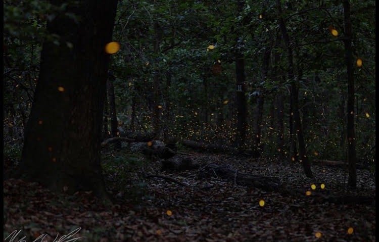 CONGAREE FIREFLY TRAIL - Updated January 2026 - 100 National Park Rd ...