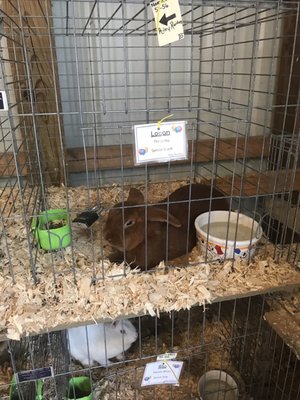 ARMADA FAIR - 48 Photos - 74280 Fair St, Armada, Michigan - Festivals ...