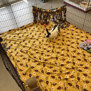 POSH PETS RESCUE - Updated July 2025 - 436 Photos & 285 Reviews - 770 ...