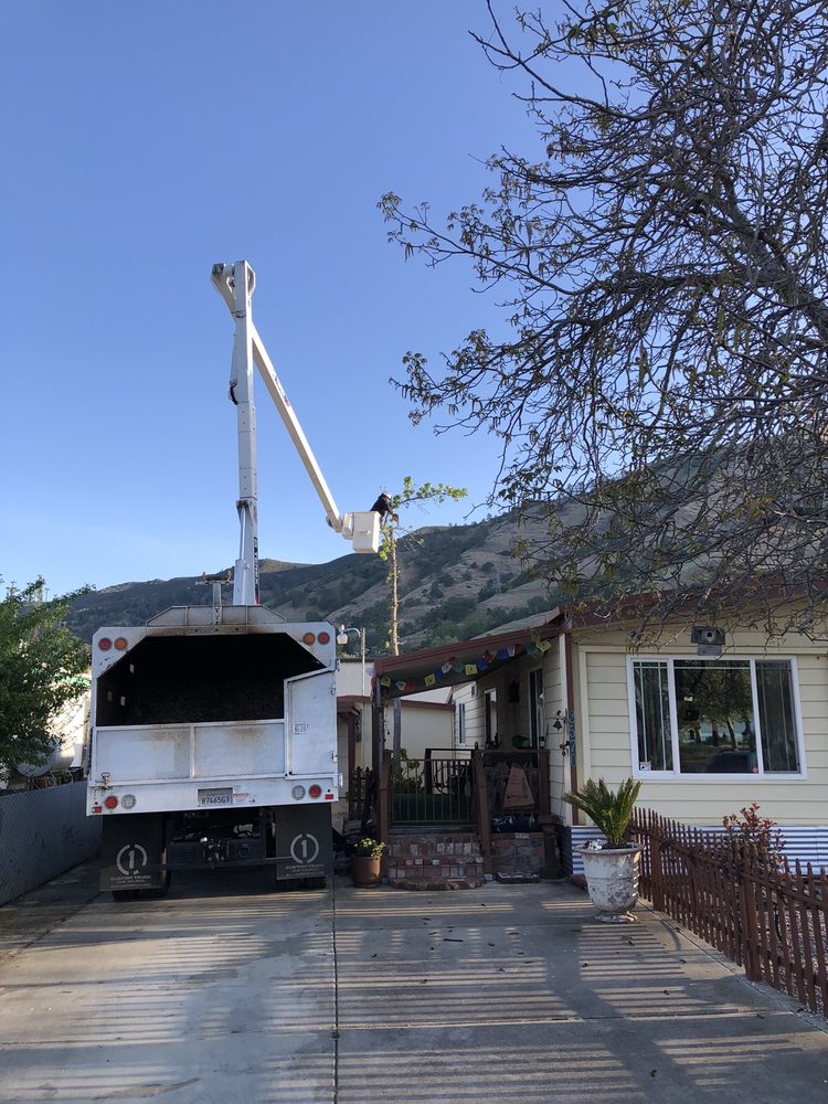 ACE TREE SOLUTIONS - Updated December 2025 - 18 Photos - Nice ...