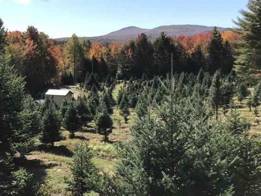 SINCLAIR FAMILY TREE FARM - Updated August 2025 - 367 Selden Mill Rd ...