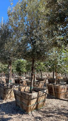 MOON VALLEY NURSERIES - Updated July 2025 - 44 Photos & 60 Reviews - 3550 N Loop 1604 E, San ...