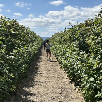 COLUMBIA FARMS U-PICK - Updated July 2024 - 107 Photos & 34 Reviews ...